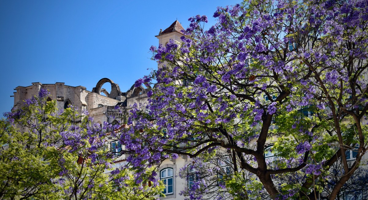 Around Rossio (Part Two) – Travels with Terri